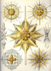 Radiolaria - New World Encyclopedia