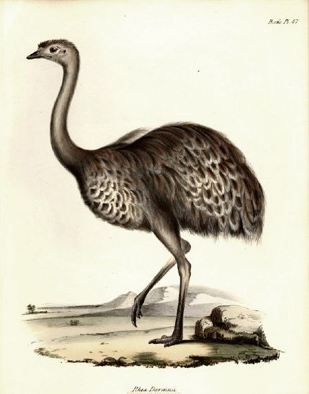 Rhea (bird) - New World Encyclopedia