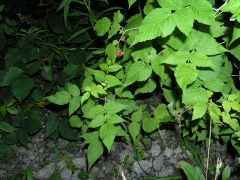 Raspberry - New World Encyclopedia