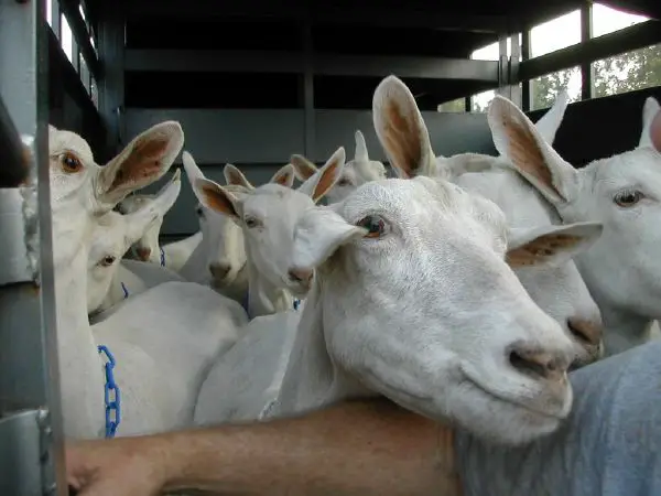 Goat - New World Encyclopedia