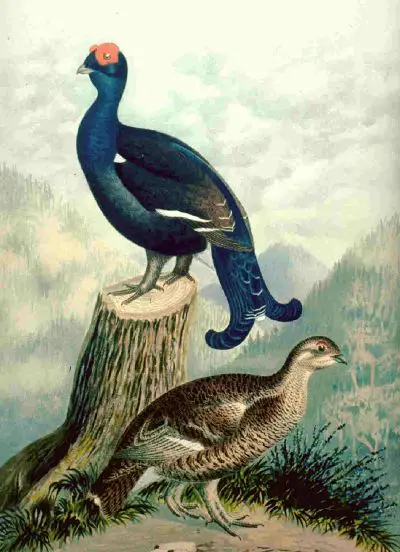 Grouse - New World Encyclopedia