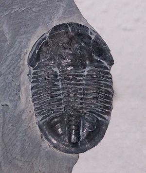 Trilobite - New World Encyclopedia