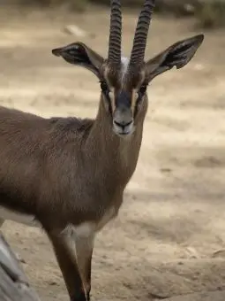 Gazelle - New World Encyclopedia