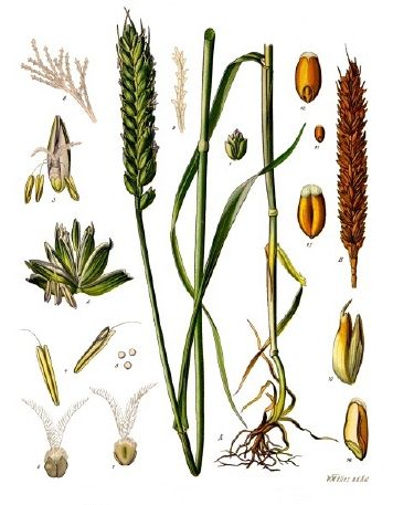 Wheat - New World Encyclopedia