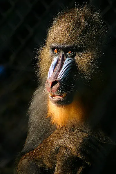 Mandrill - New World Encyclopedia