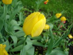 Tulip - New World Encyclopedia