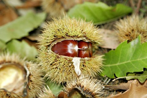 Chestnut - New World Encyclopedia