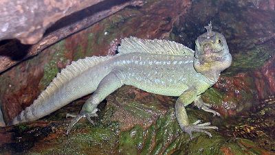Lizard - New World Encyclopedia