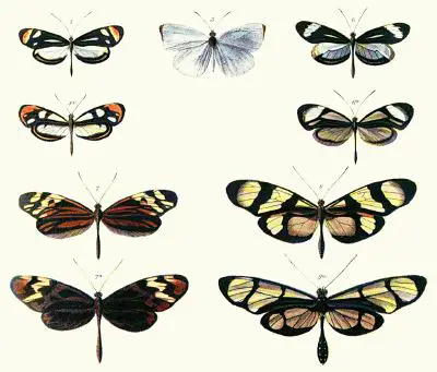 Batesian mimicry - New World Encyclopedia