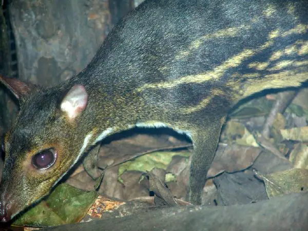 Chevrotain - New World Encyclopedia