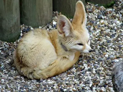 Fennec - New World Encyclopedia
