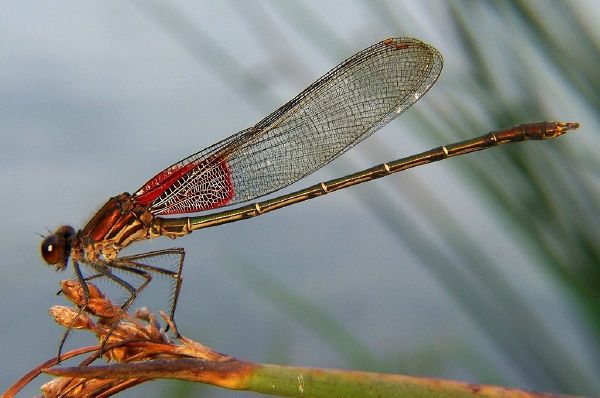 Damselfly - New World Encyclopedia