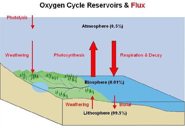 Biogeochemical cycle - New World Encyclopedia