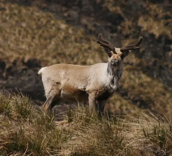 Caribou - New World Encyclopedia