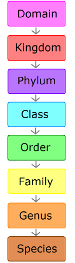 Genus - New World Encyclopedia