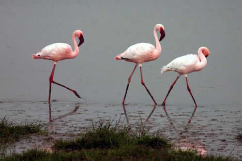 Flamingo - New World Encyclopedia