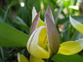 Tulip - New World Encyclopedia