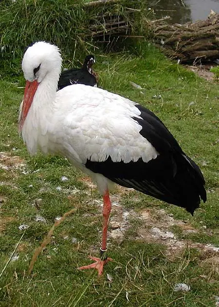 Stork - New World Encyclopedia