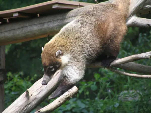 Coati - New World Encyclopedia