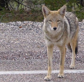 Coyote - New World Encyclopedia