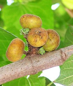 Fig - New World Encyclopedia