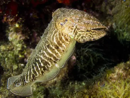 Cuttlefish - New World Encyclopedia