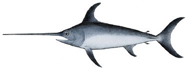 Swordfish - New World Encyclopedia