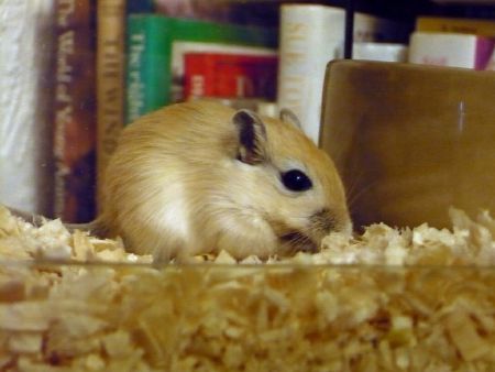 Gerbil - New World Encyclopedia