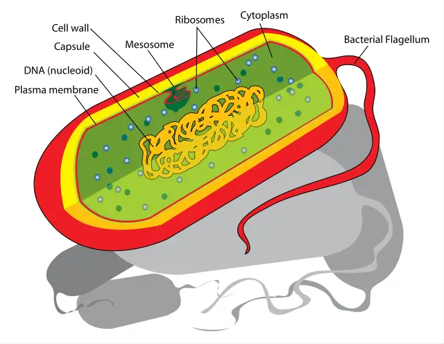 Prokaryote - New World Encyclopedia