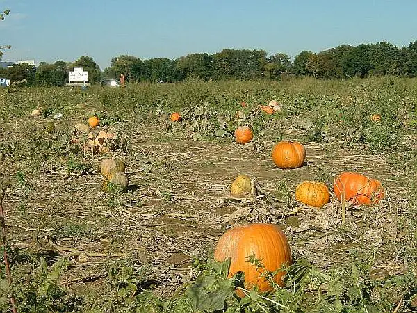 Pumpkin - New World Encyclopedia