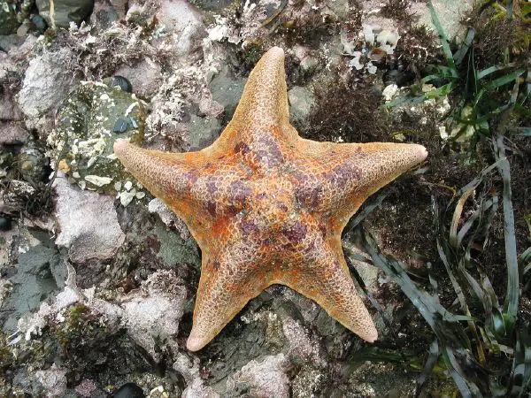 Starfish - New World Encyclopedia