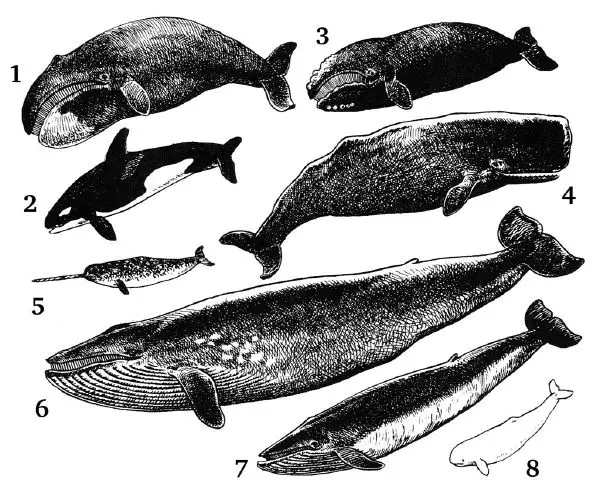 Cetacean - New World Encyclopedia