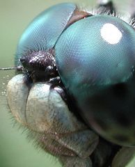 Dragonfly - New World Encyclopedia