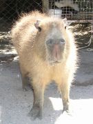Capybara - New World Encyclopedia
