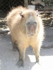 Capybara - New World Encyclopedia
