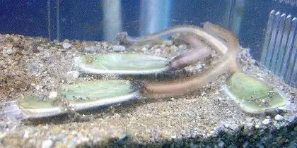 Brachiopoda - New World Encyclopedia