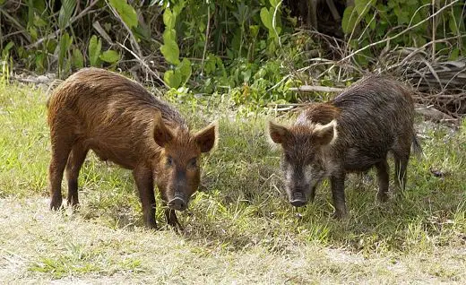 Boar - New World Encyclopedia