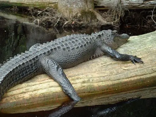 Alligator - New World Encyclopedia
