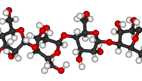 Polysaccharide - New World Encyclopedia