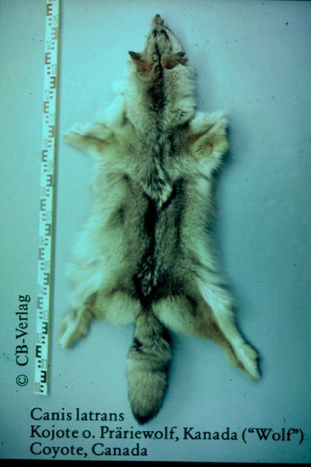 Coyote - New World Encyclopedia