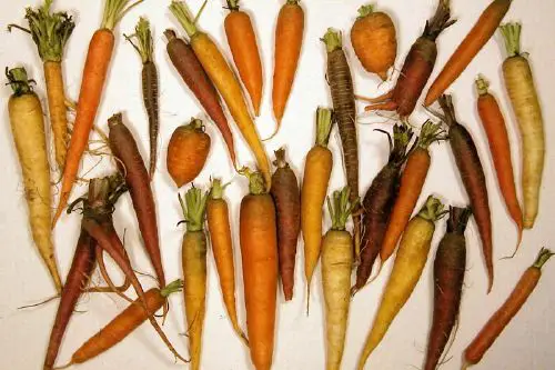 Carrot - New World Encyclopedia