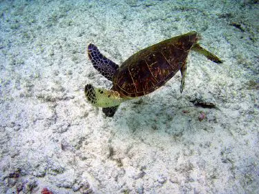 Sea turtle - New World Encyclopedia