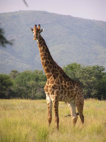 Giraffe - New World Encyclopedia