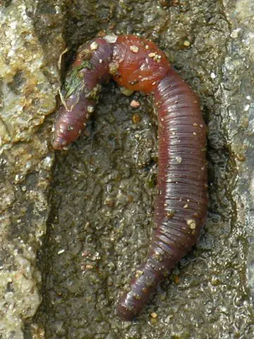 Worm - New World Encyclopedia