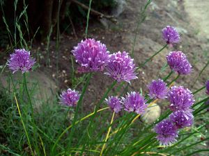 Chives - New World Encyclopedia