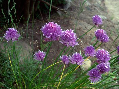 Chives - New World Encyclopedia