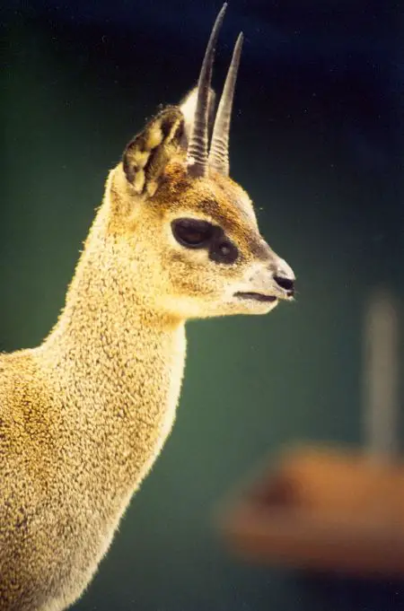 Bovid - New World Encyclopedia