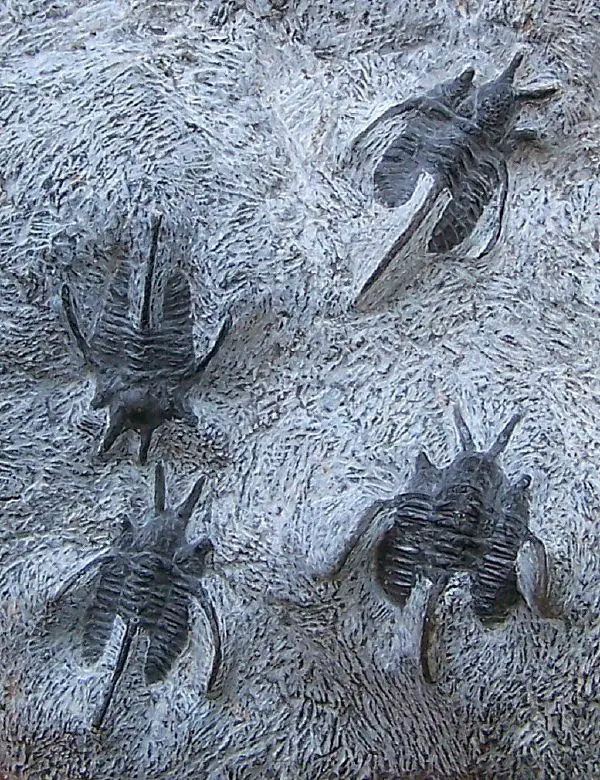 Trilobite - New World Encyclopedia
