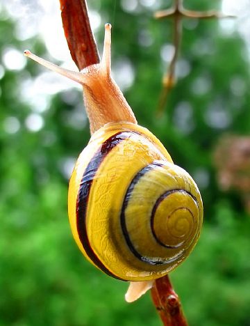 Snail - New World Encyclopedia