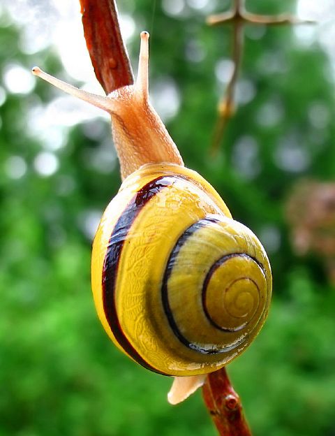 Snail - New World Encyclopedia